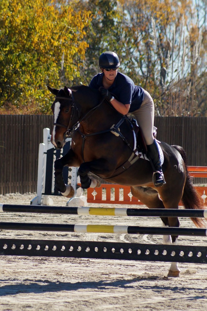 2016 MHSA Champions Gallery | Maryland Horse Show Association